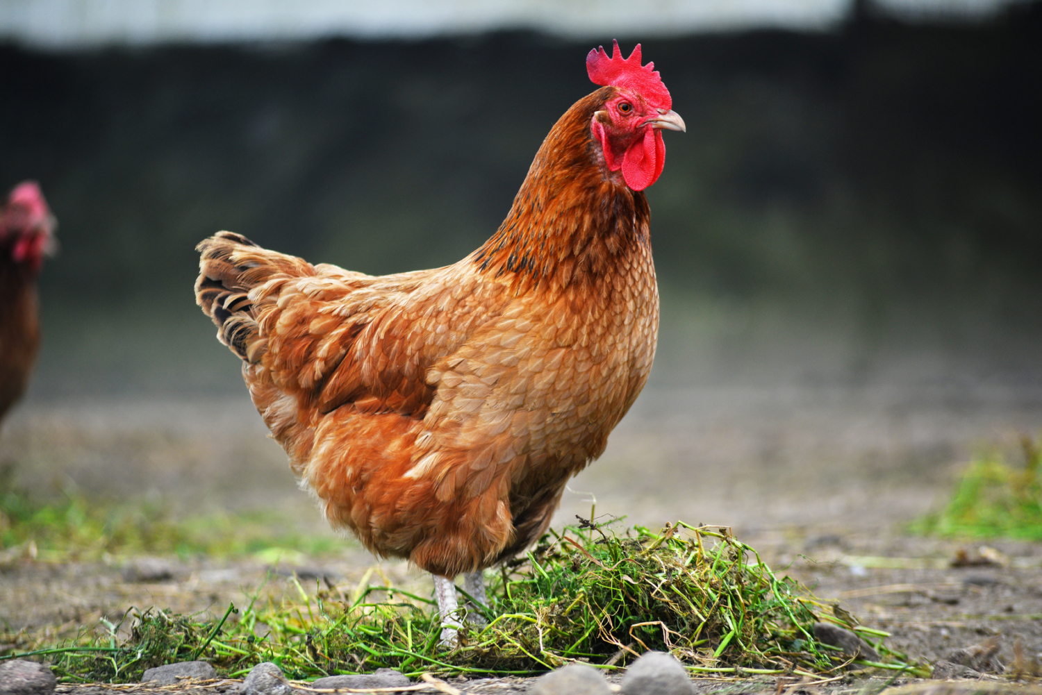 Appeau poule - Helen Baud